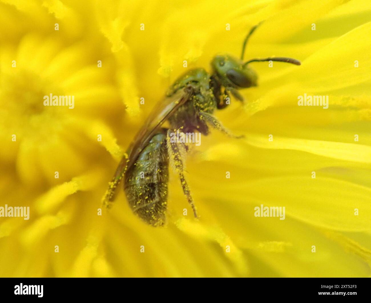 Metallic Sweat Bees (Dialictus) Insecta Stock Photo - Alamy