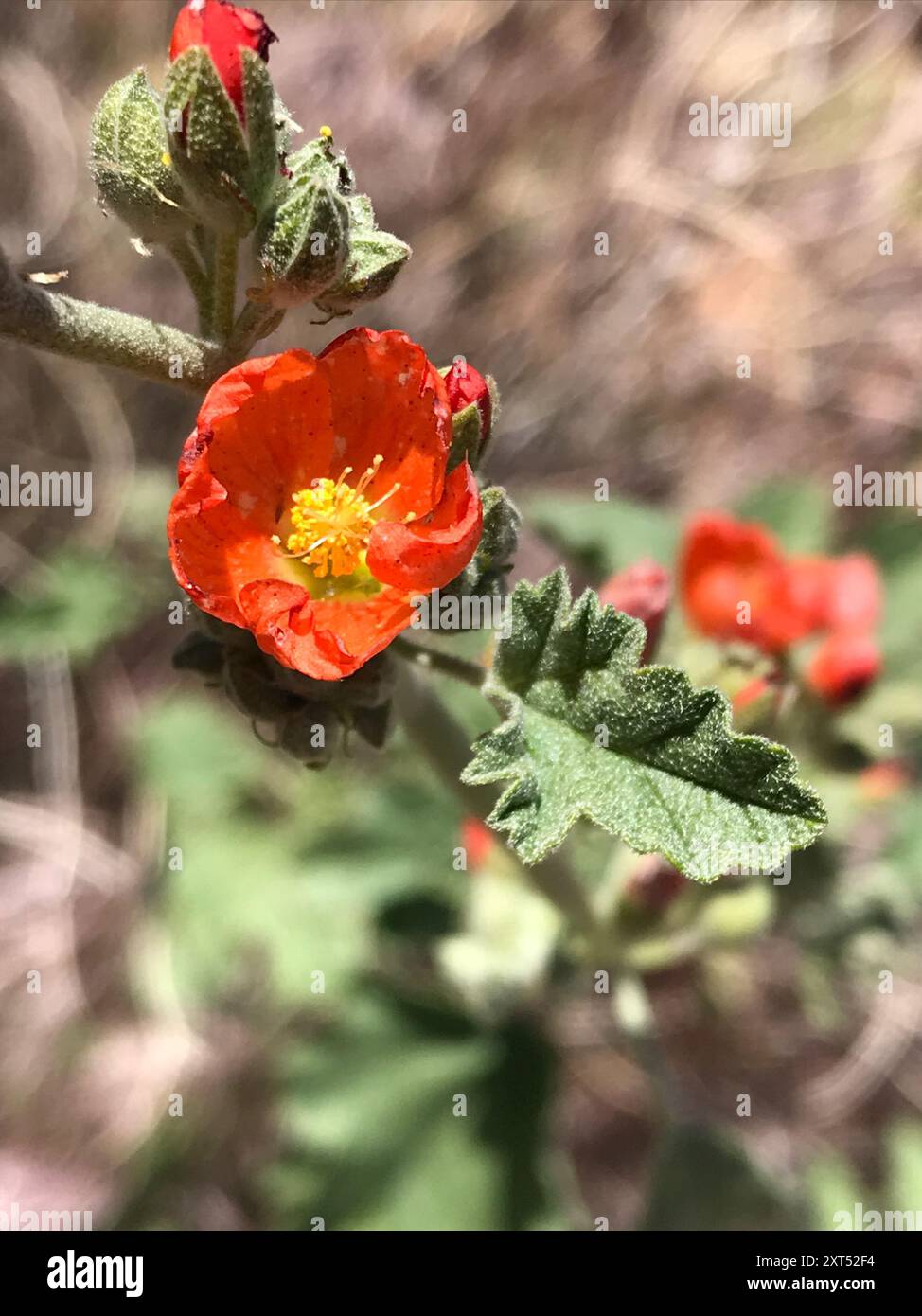 Small-leaf Globemallow (Sphaeralcea parvifolia) Plantae Stock Photo - Alamy