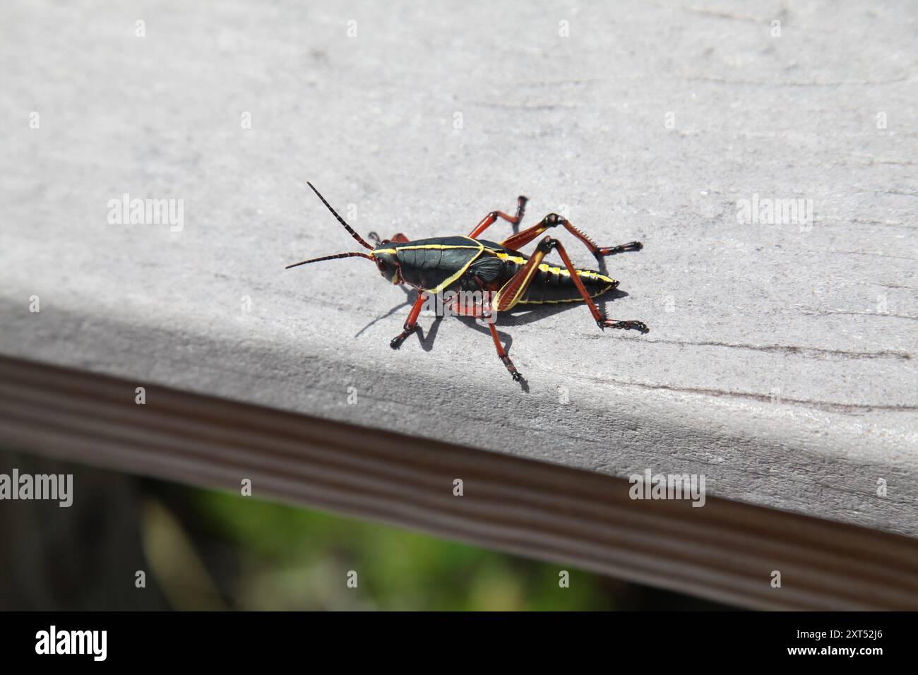 Eastern Lubber Grasshopper (Romalea microptera) Insecta Stock Photo - Alamy