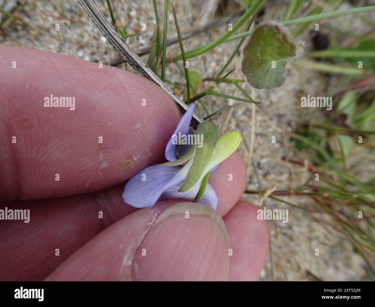 Heath Dog-Violet (Viola canina) Plantae Stock Photo - Alamy