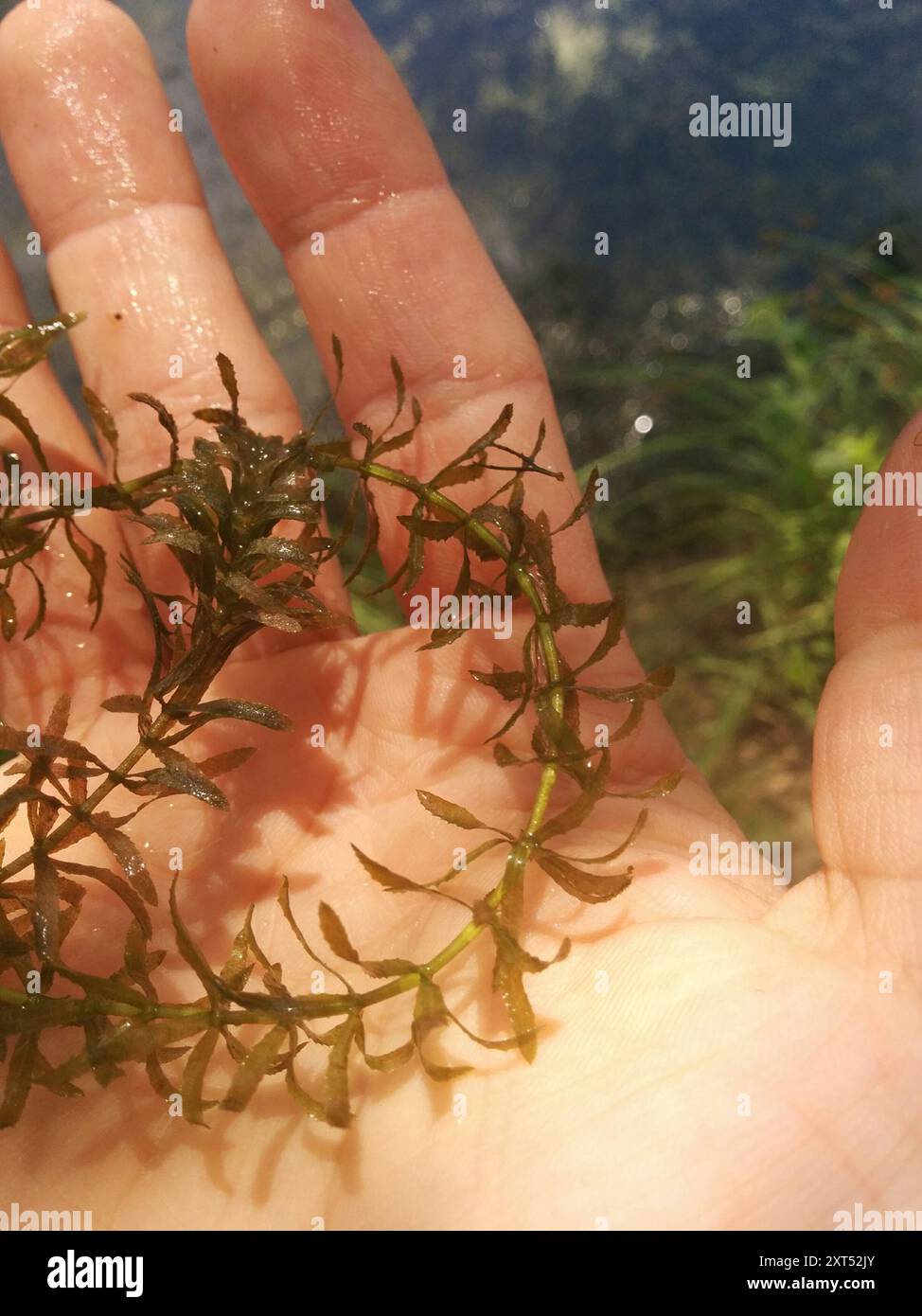 Hydrilla (Hydrilla verticillata) Plantae Stock Photo - Alamy