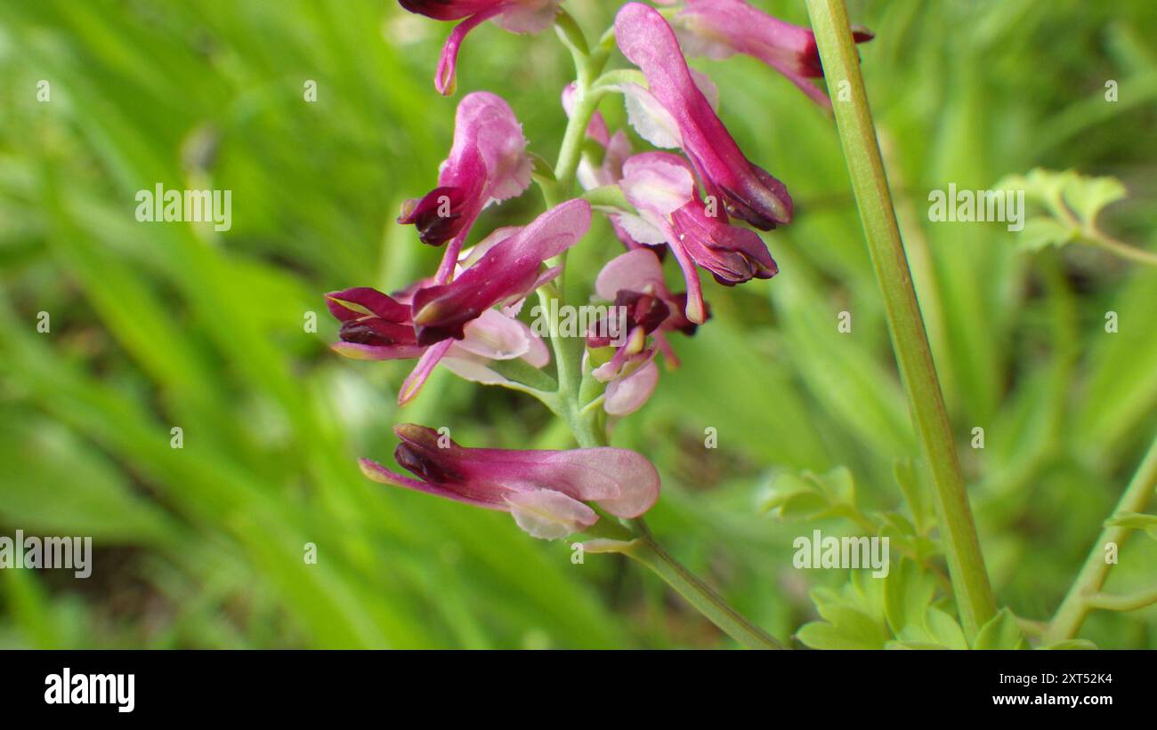 Purple Ramping-fumitory (Fumaria purpurea) Plantae Stock Photo - Alamy