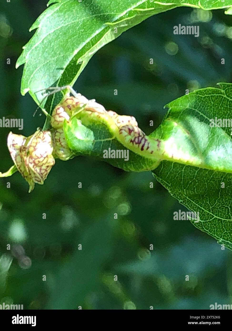 Woolly Aphids and Gall-making Aphids (Eriosomatinae) Insecta Stock ...