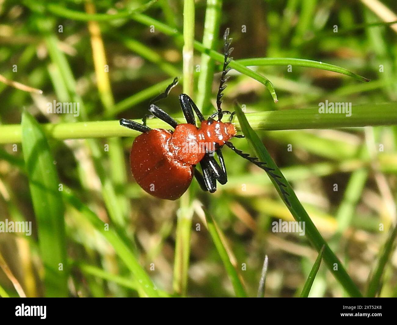 Common Cardinal Beetle (Pyrochroa serraticornis) Insecta Stock Photo ...