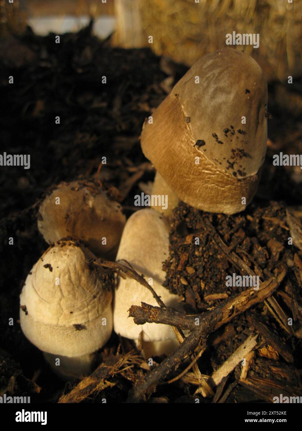 Common Ink Cap (Coprinopsis atramentaria) Fungi Stock Photo - Alamy