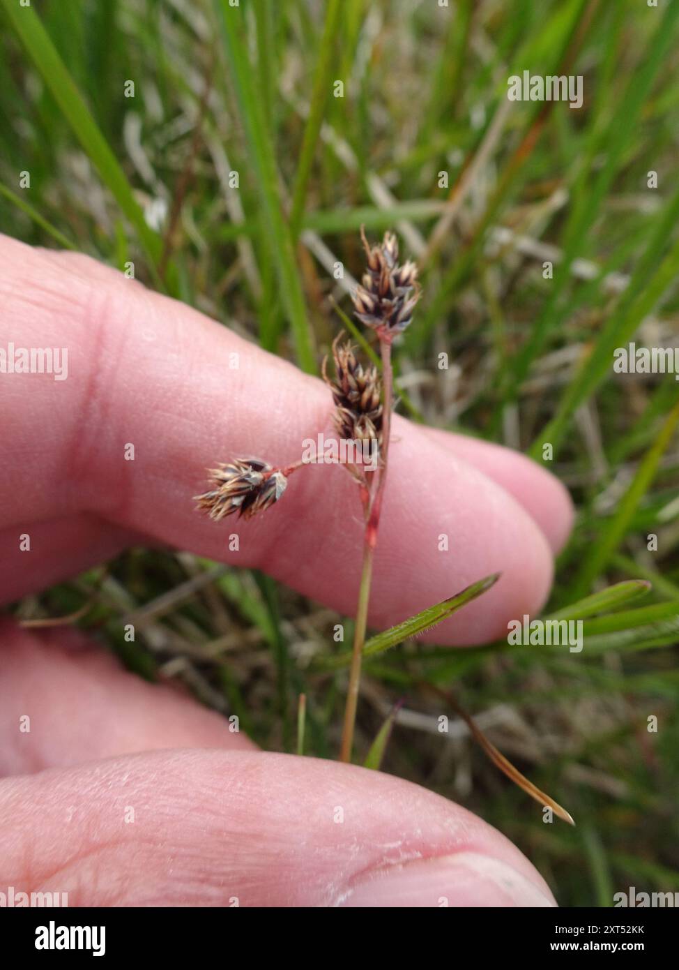 Field woodrush (Luzula campestris) Plantae Stock Photo - Alamy