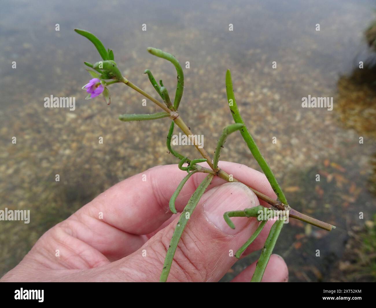 Saltmarsh Sand Spurry (Spergularia marina) Plantae Stock Photo - Alamy