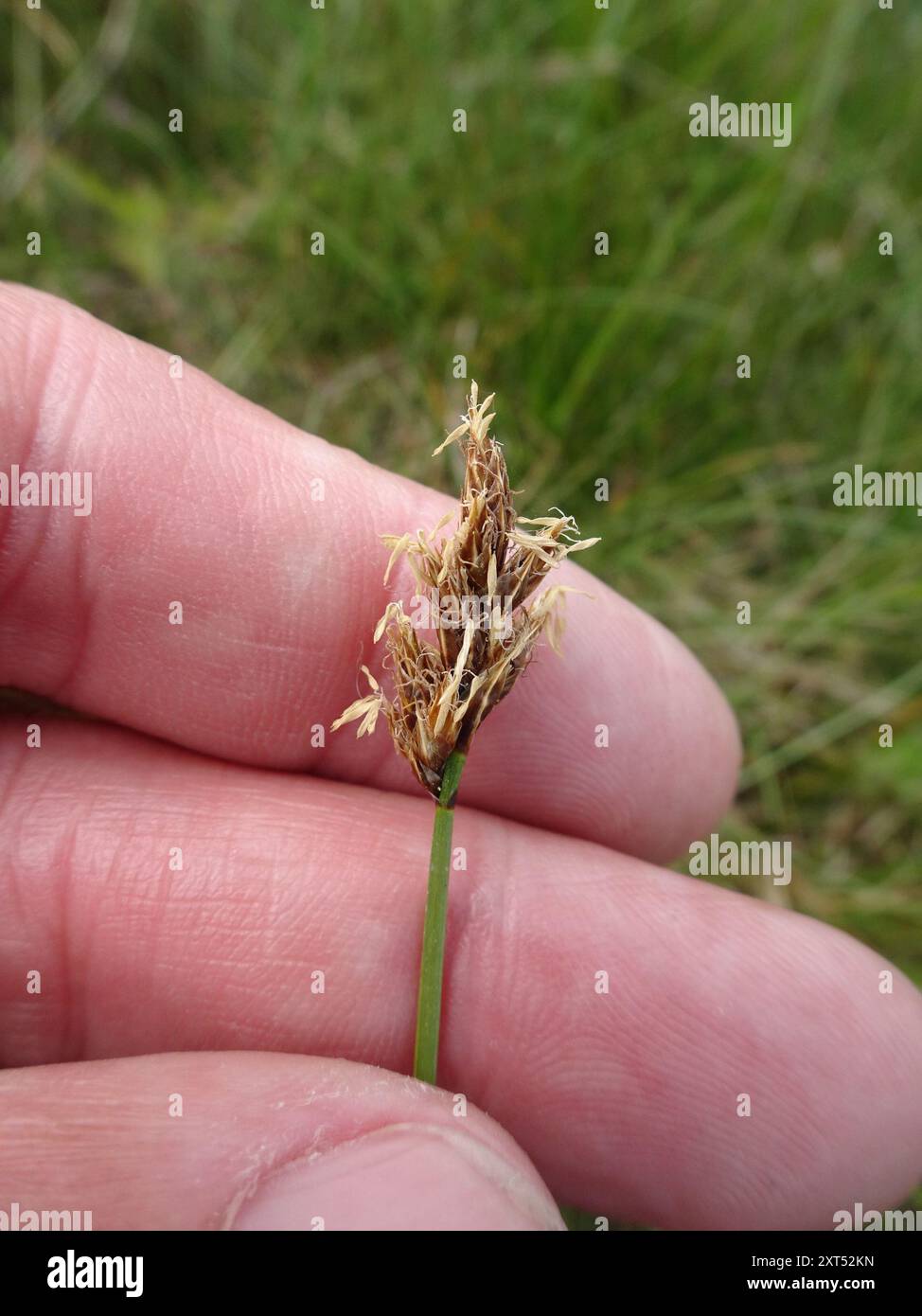 brown sedge (Carex disticha) Plantae Stock Photo - Alamy