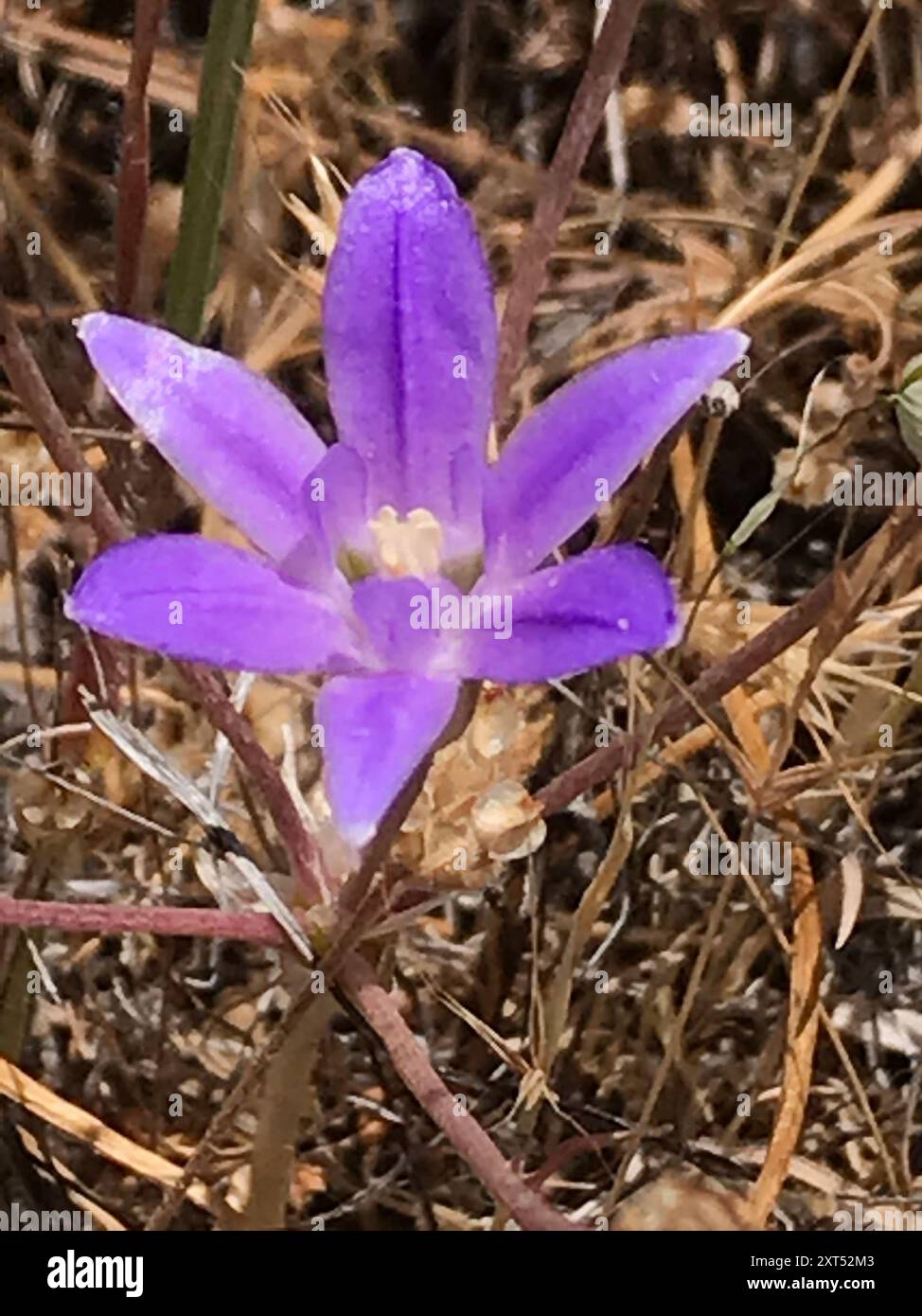 Dwarf Brodiaea (Brodiaea terrestris) Plantae Stock Photo - Alamy