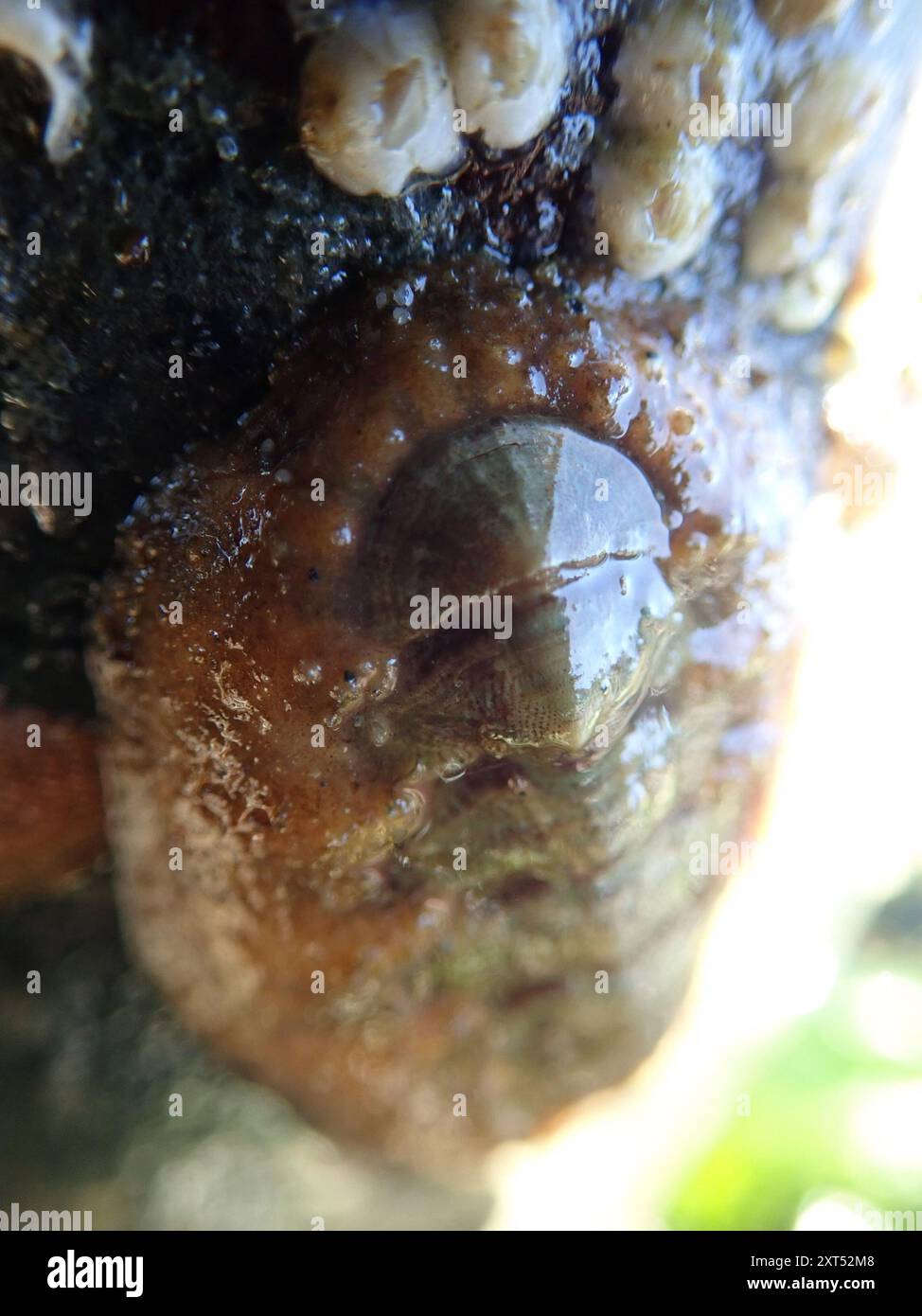 Chitons (Polyplacophora) Mollusca Stock Photo - Alamy