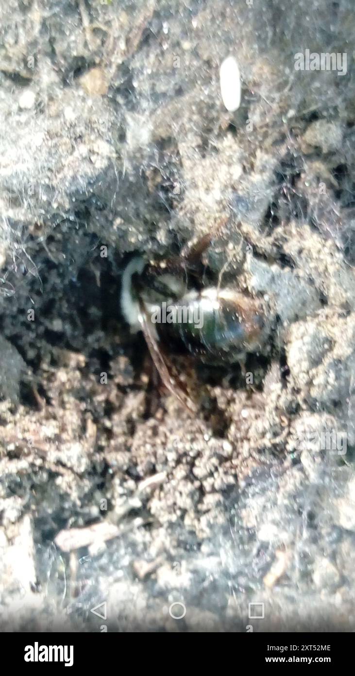 Mining Bees (Andrena) Insecta Stock Photo - Alamy