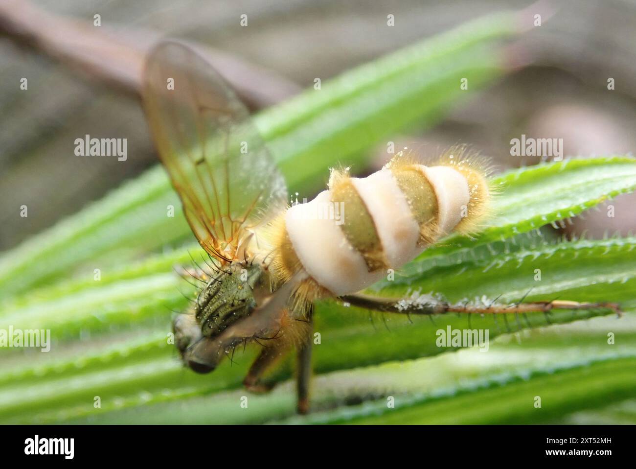 Fly Death Fungi (Entomophthora muscae) Fungi Stock Photo - Alamy