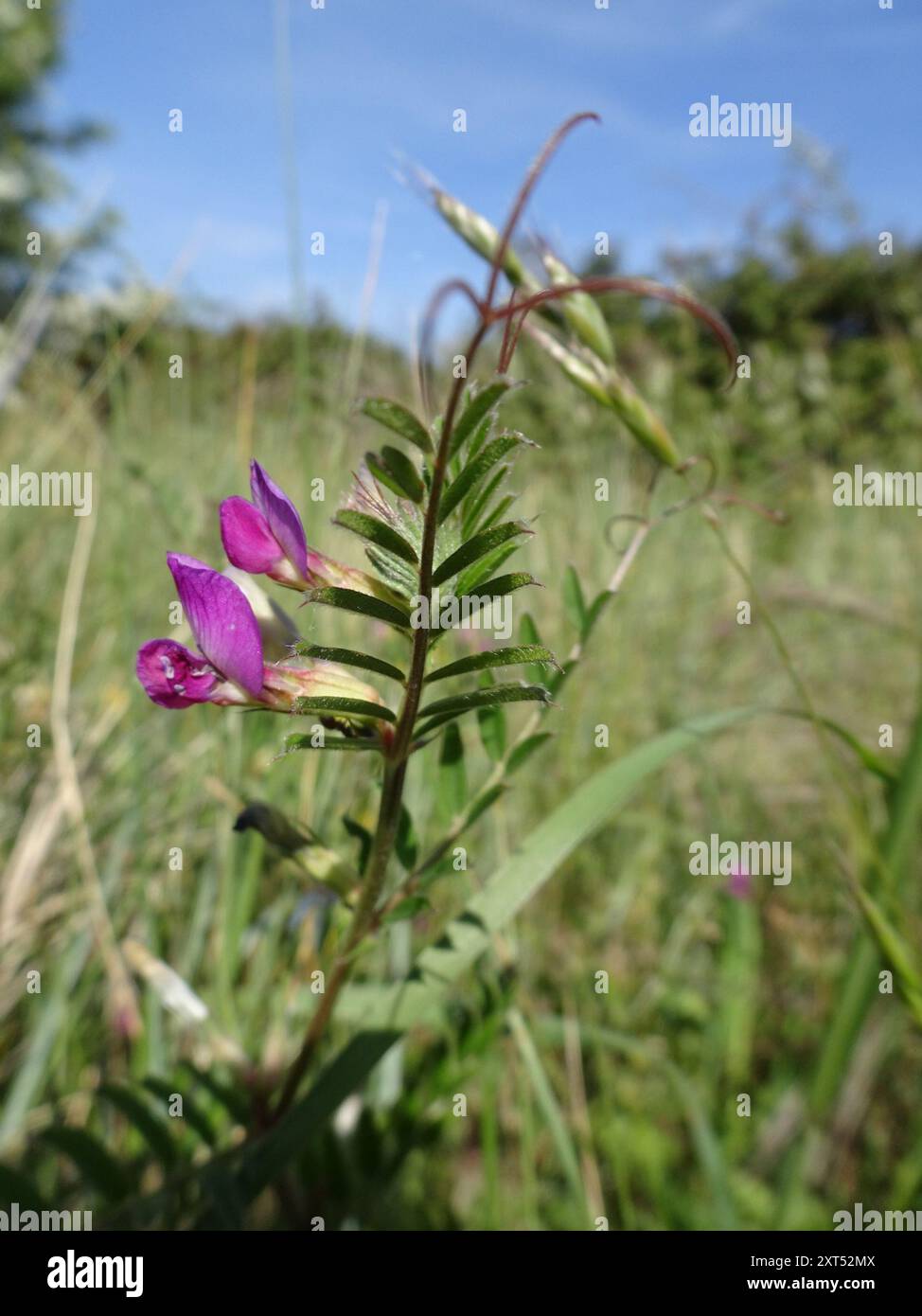 Common Vetch (Vicia sativa) Plantae Stock Photo - Alamy