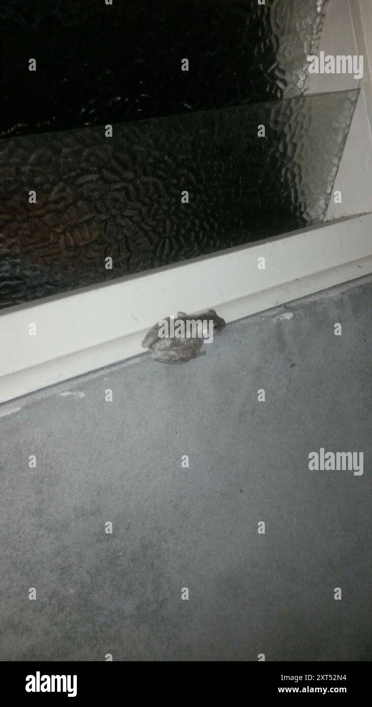 Peron's Laughing Tree Frog (Litoria peronii) Amphibia Stock Photo - Alamy