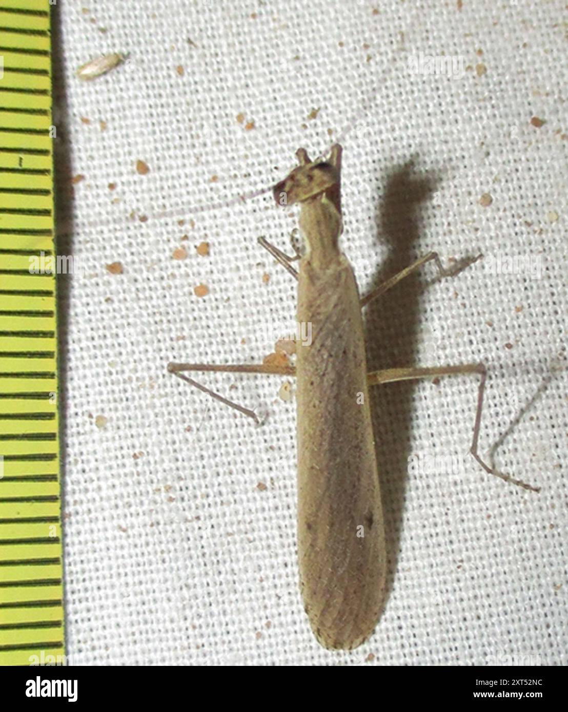 Mantids (Mantidae) Insecta Stock Photo - Alamy