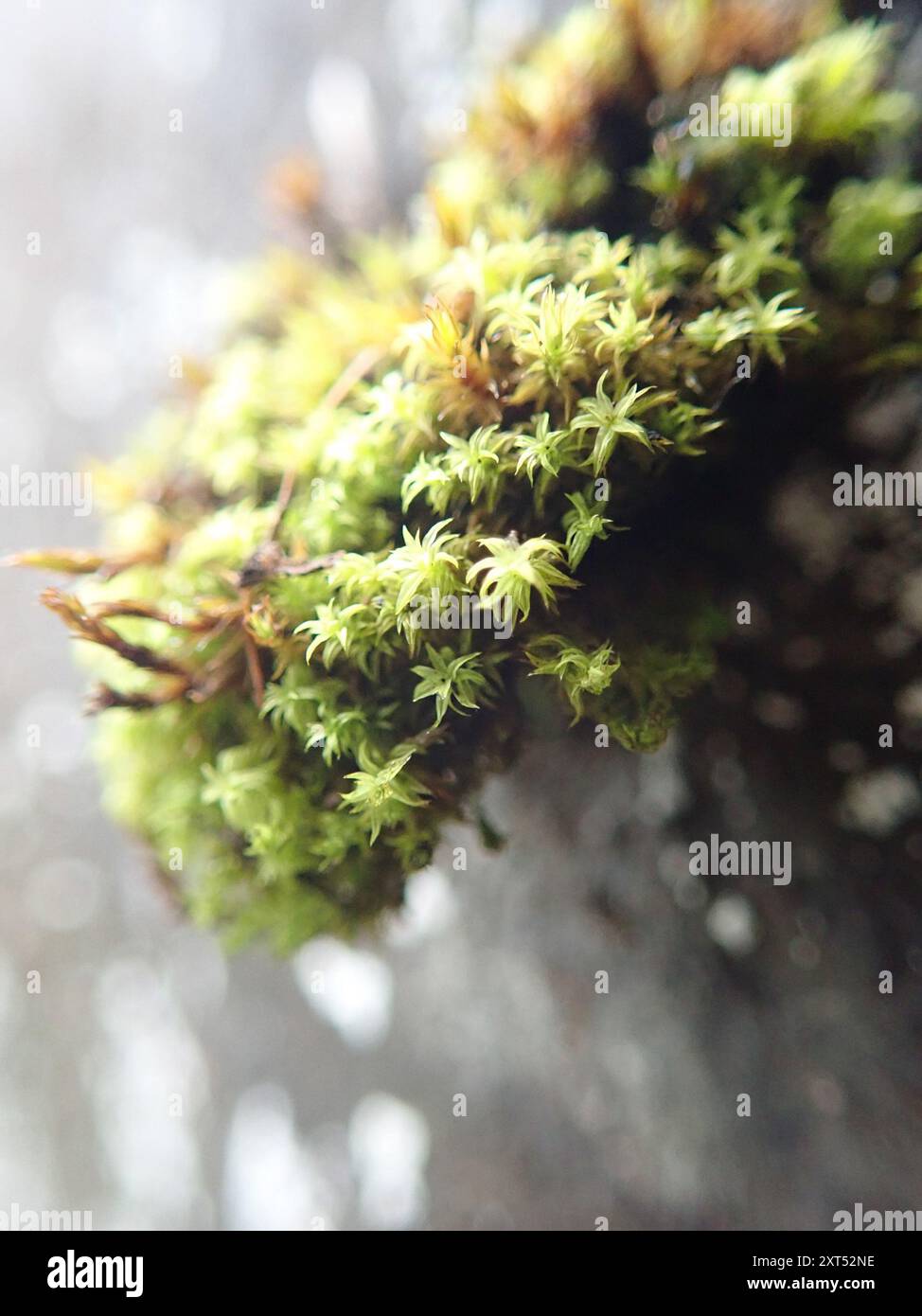joint-toothed mosses (Bryopsida) Plantae Stock Photo - Alamy