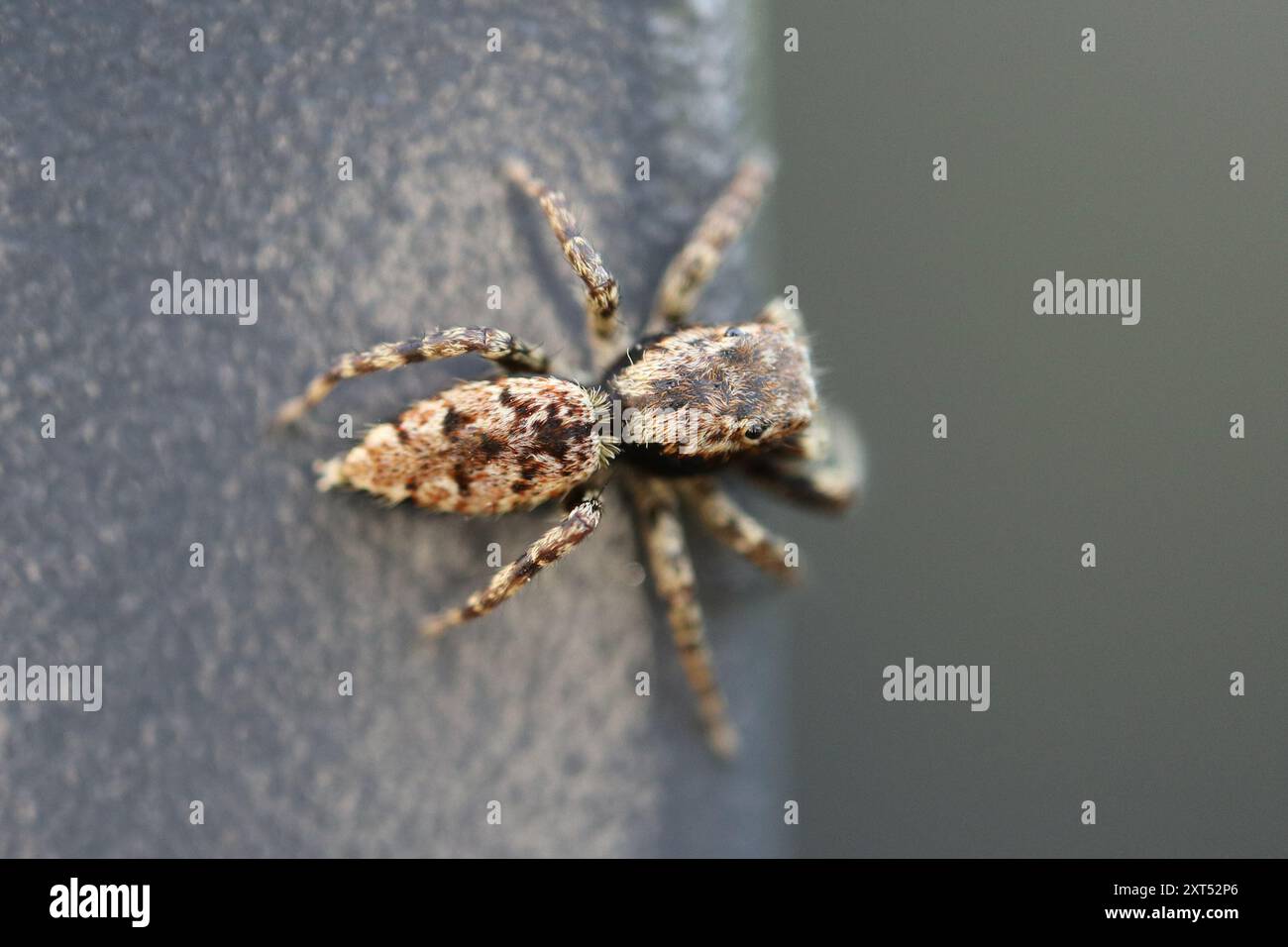 Fencepost jumping spider (Marpissa muscosa) Arachnida Stock Photo - Alamy