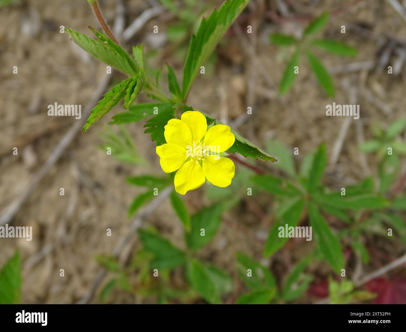 common cinquefoil (Potentilla simplex) Plantae Stock Photo - Alamy