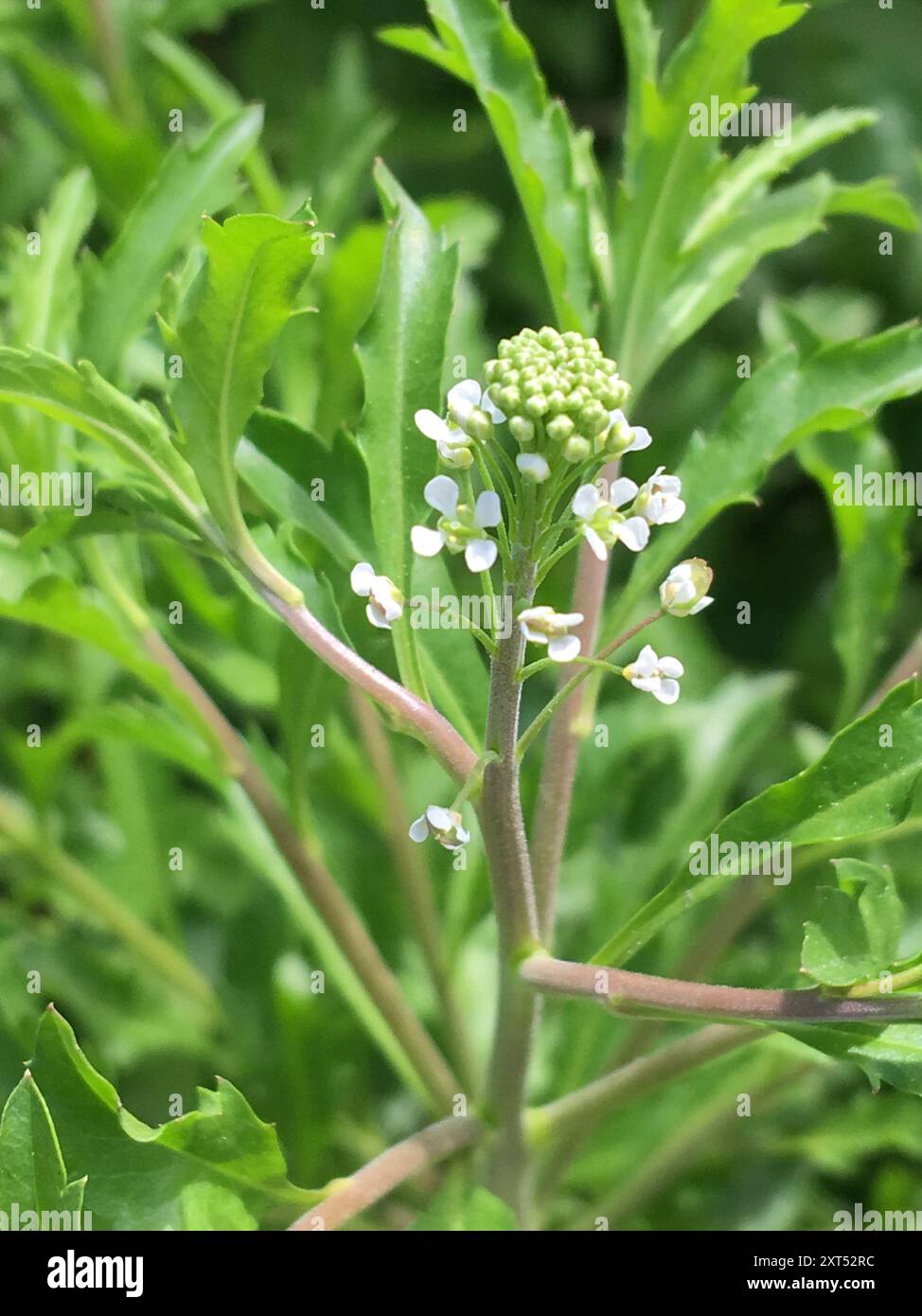 Virginia pepperweed (Lepidium virginicum) Plantae Stock Photo - Alamy