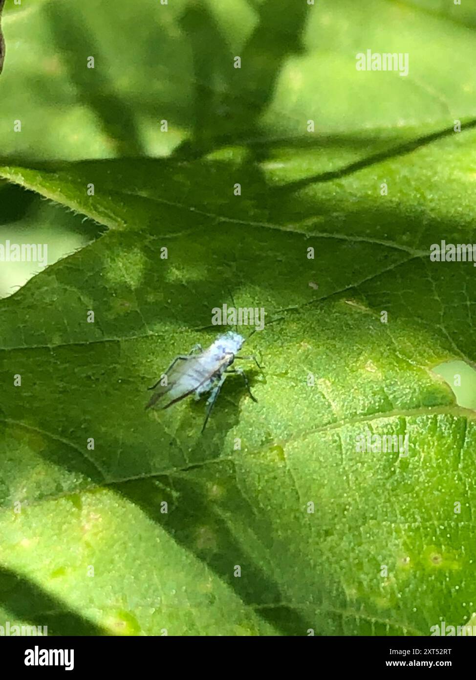 Aphids (Aphididae) Insecta Stock Photo - Alamy