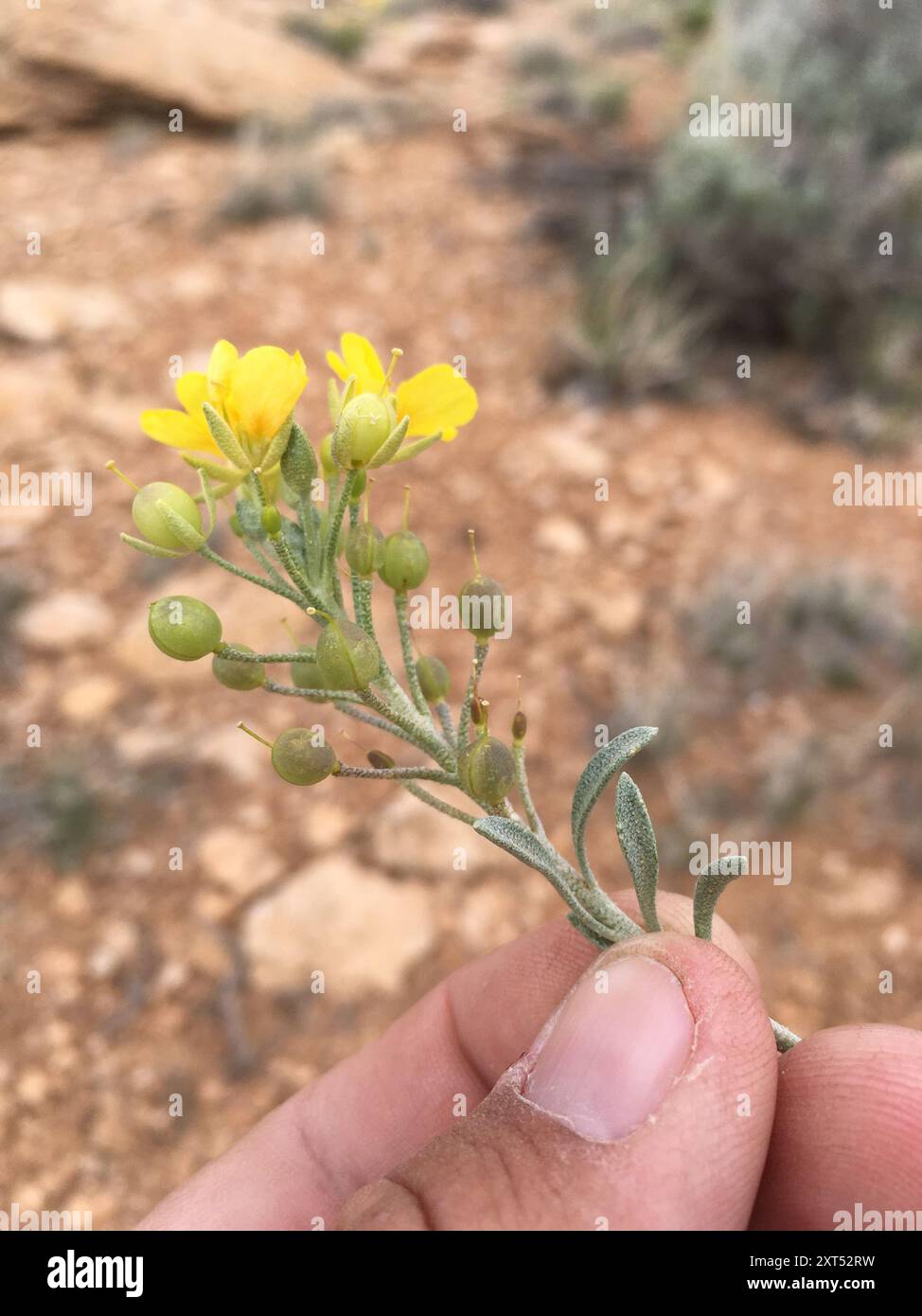 Fendler's bladderpod (Physaria fendleri) Plantae Stock Photo - Alamy