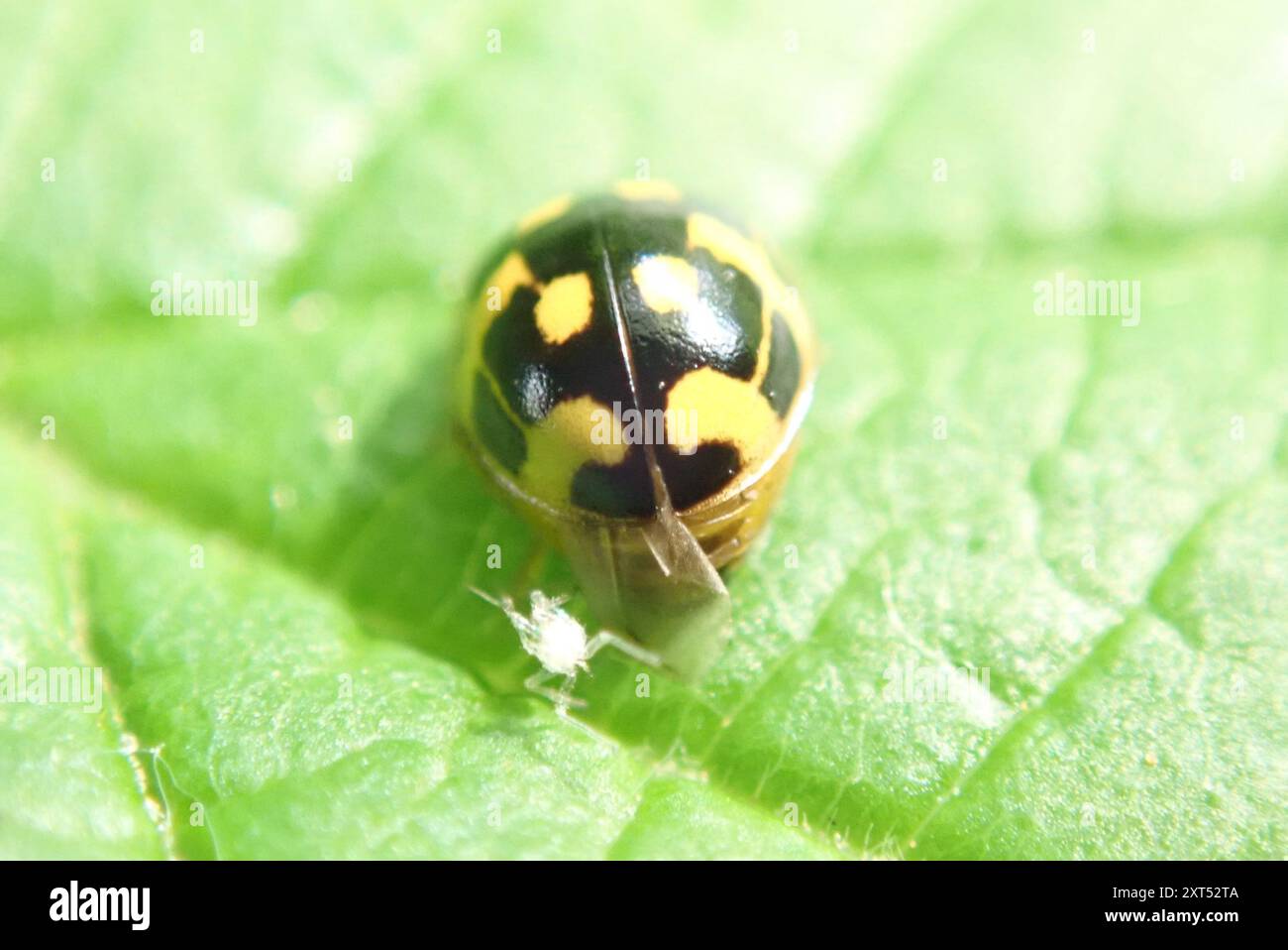 Fourteen-spotted Lady Beetle (Propylea quatuordecimpunctata) Insecta ...
