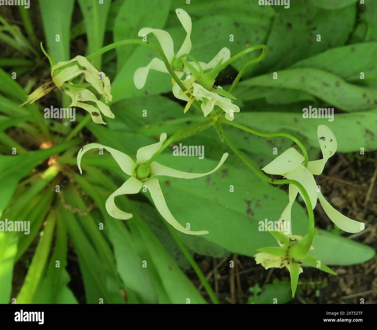 eastern shooting star (Primula meadia) Plantae Stock Photo - Alamy