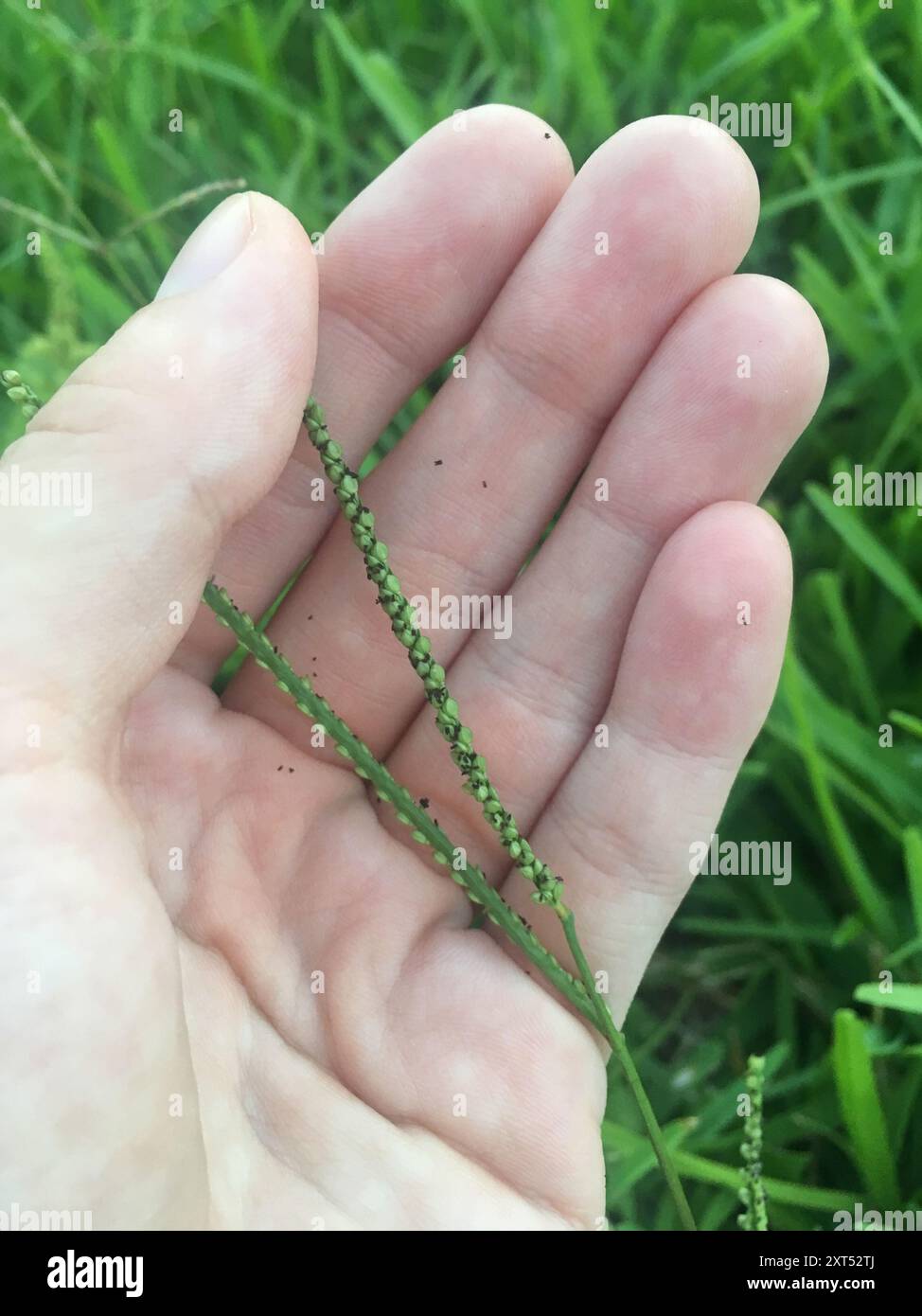 Thin Paspalum (Paspalum setaceum) Plantae Stock Photo - Alamy