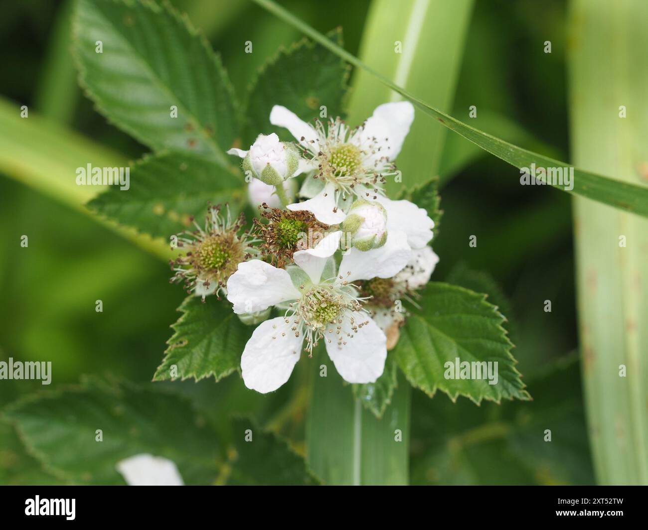 brambles (Rubus) Plantae Stock Photo - Alamy