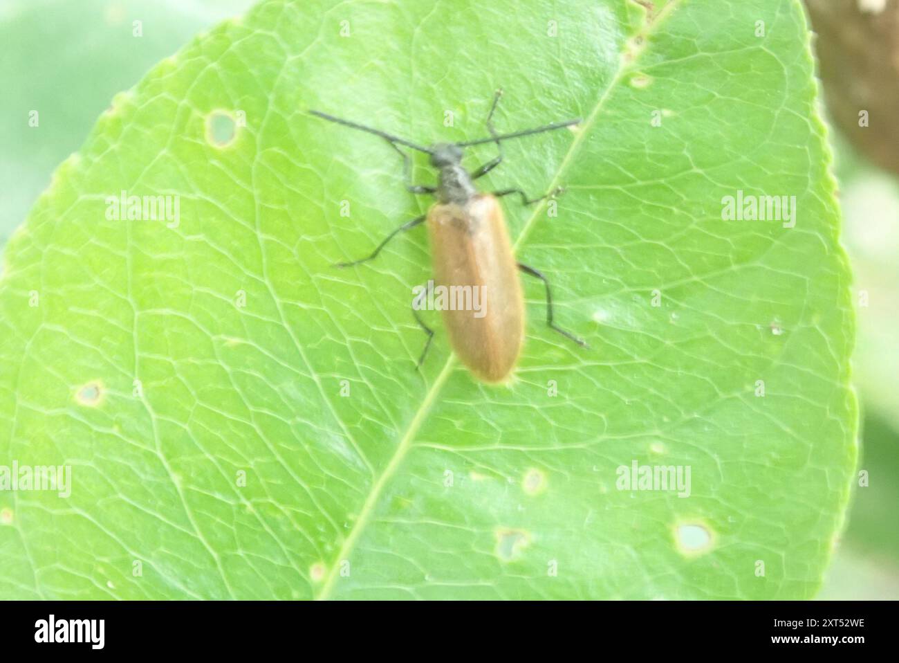 Lagria atripes hi-res stock photography and images - Alamy