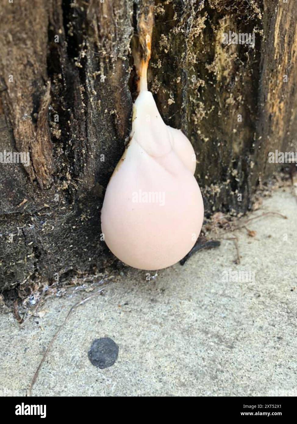 (Lycogala flavofuscum) Protozoa Stock Photo - Alamy