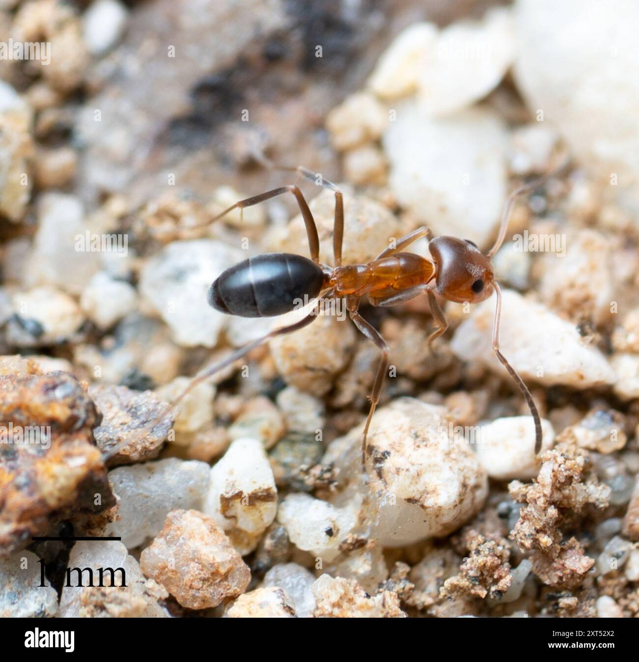 Bicolored Pyramid Ant (Dorymyrmex bicolor) Insecta Stock Photo - Alamy