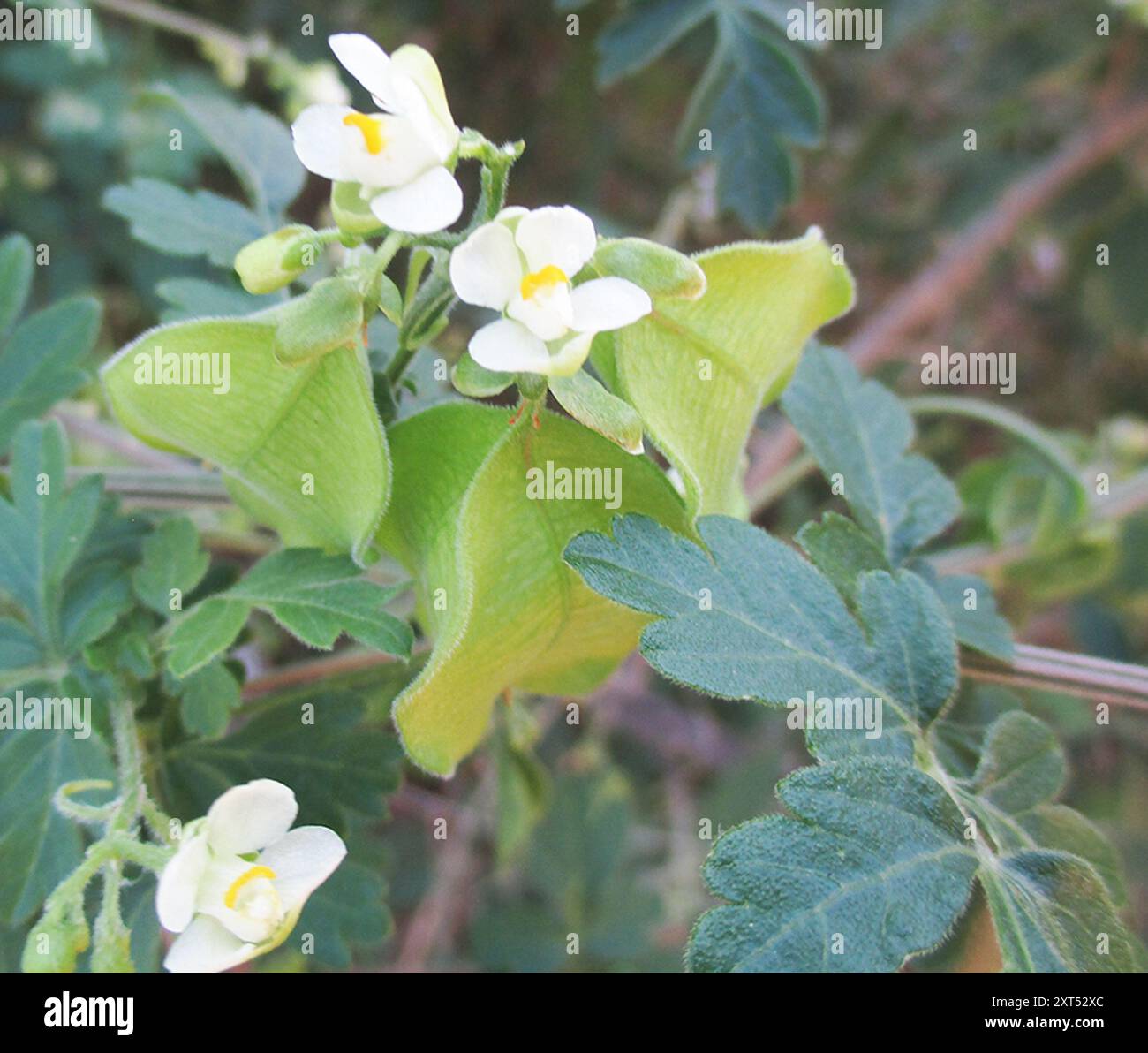 Lesser Balloon Vine (Cardiospermum halicacabum) Plantae Stock Photo - Alamy