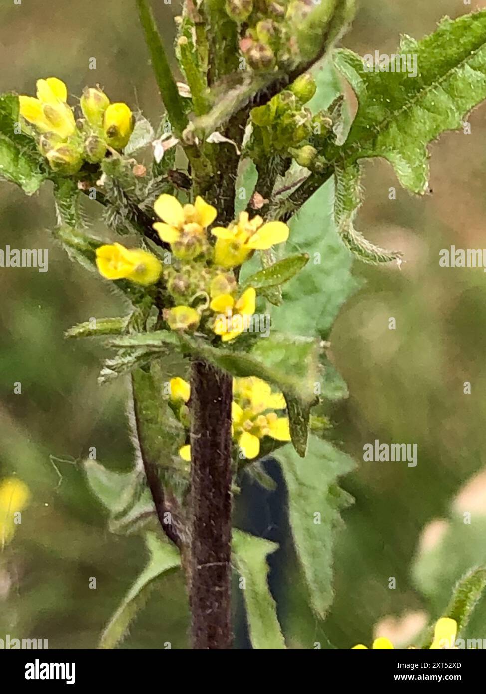 Hedge mustard (Sisymbrium officinale) Plantae Stock Photo - Alamy