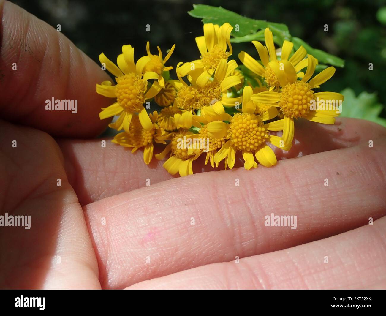 Butterweed (Packera glabella) Plantae Stock Photo - Alamy