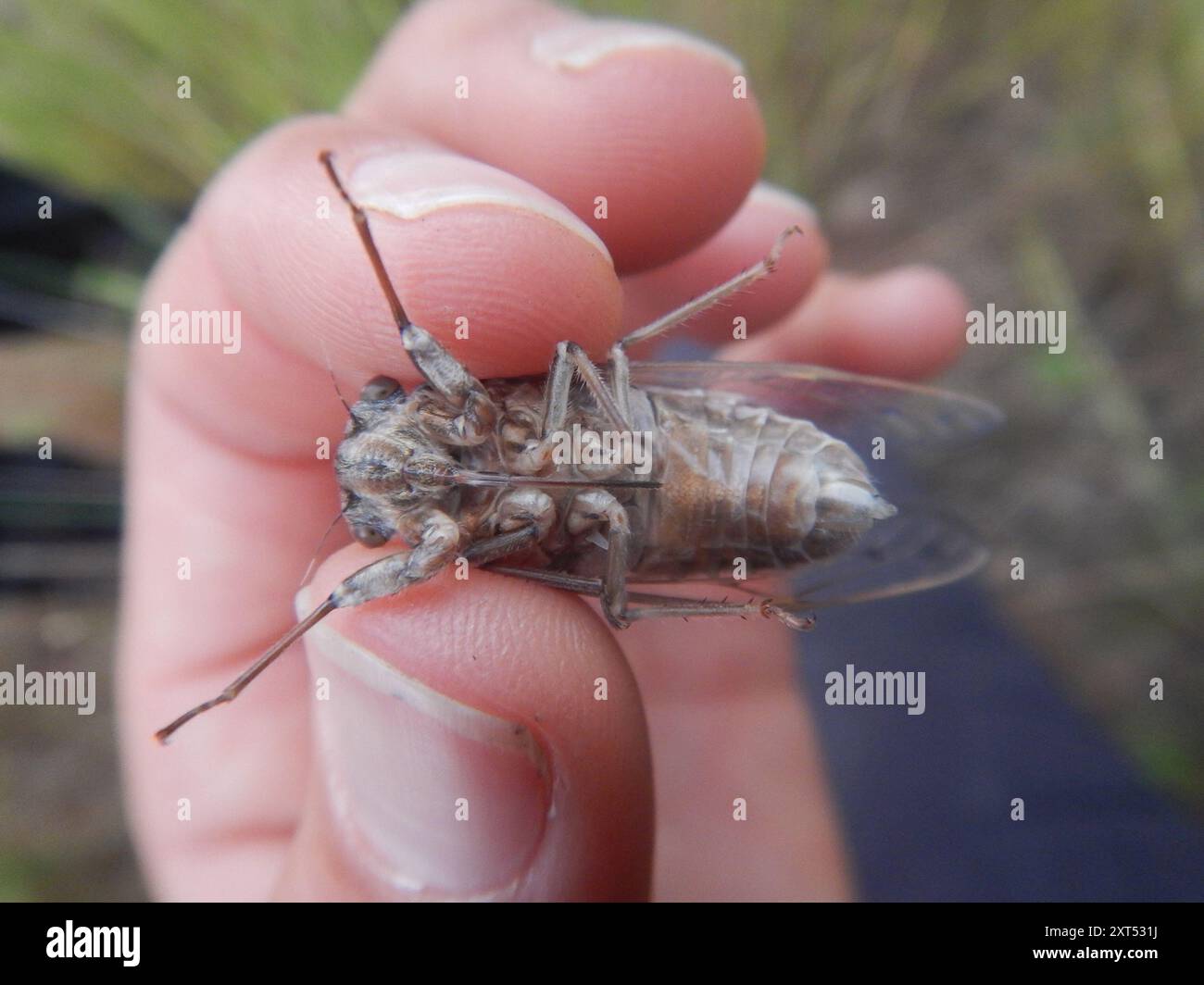 Ash Cicada (Cicada orni) Insecta Stock Photo - Alamy
