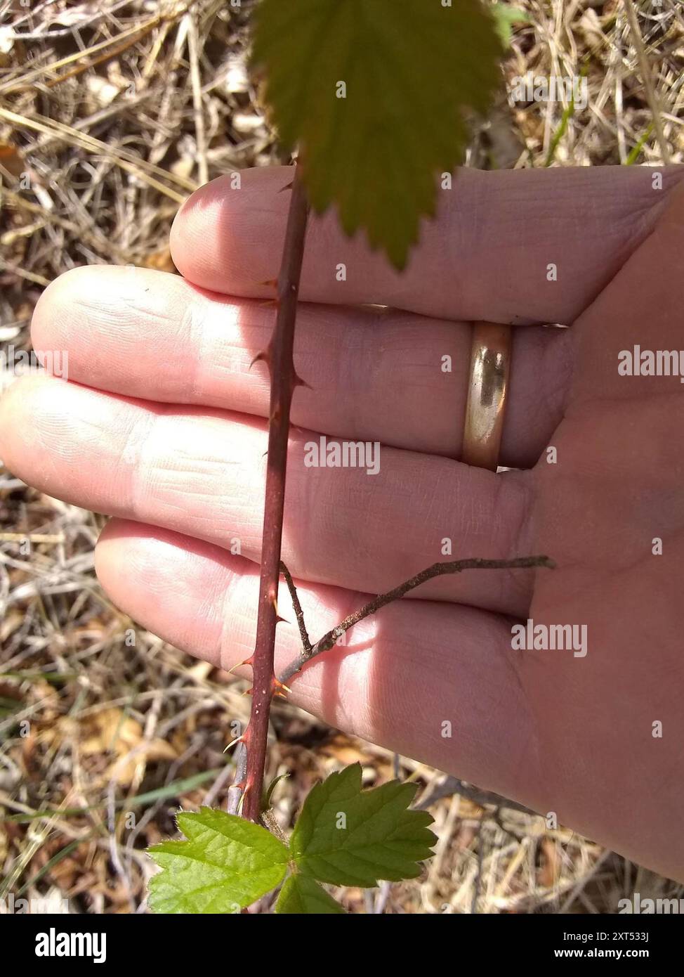 Common Dewberry (Rubus flagellaris) Plantae Stock Photo - Alamy