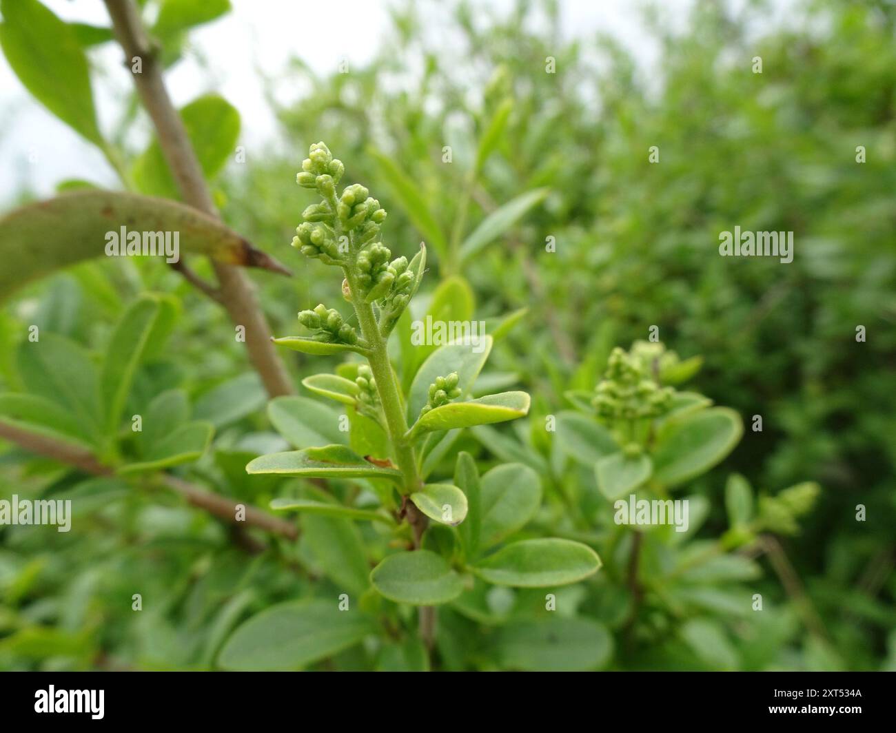 Common Privet (Ligustrum vulgare) Plantae Stock Photo - Alamy