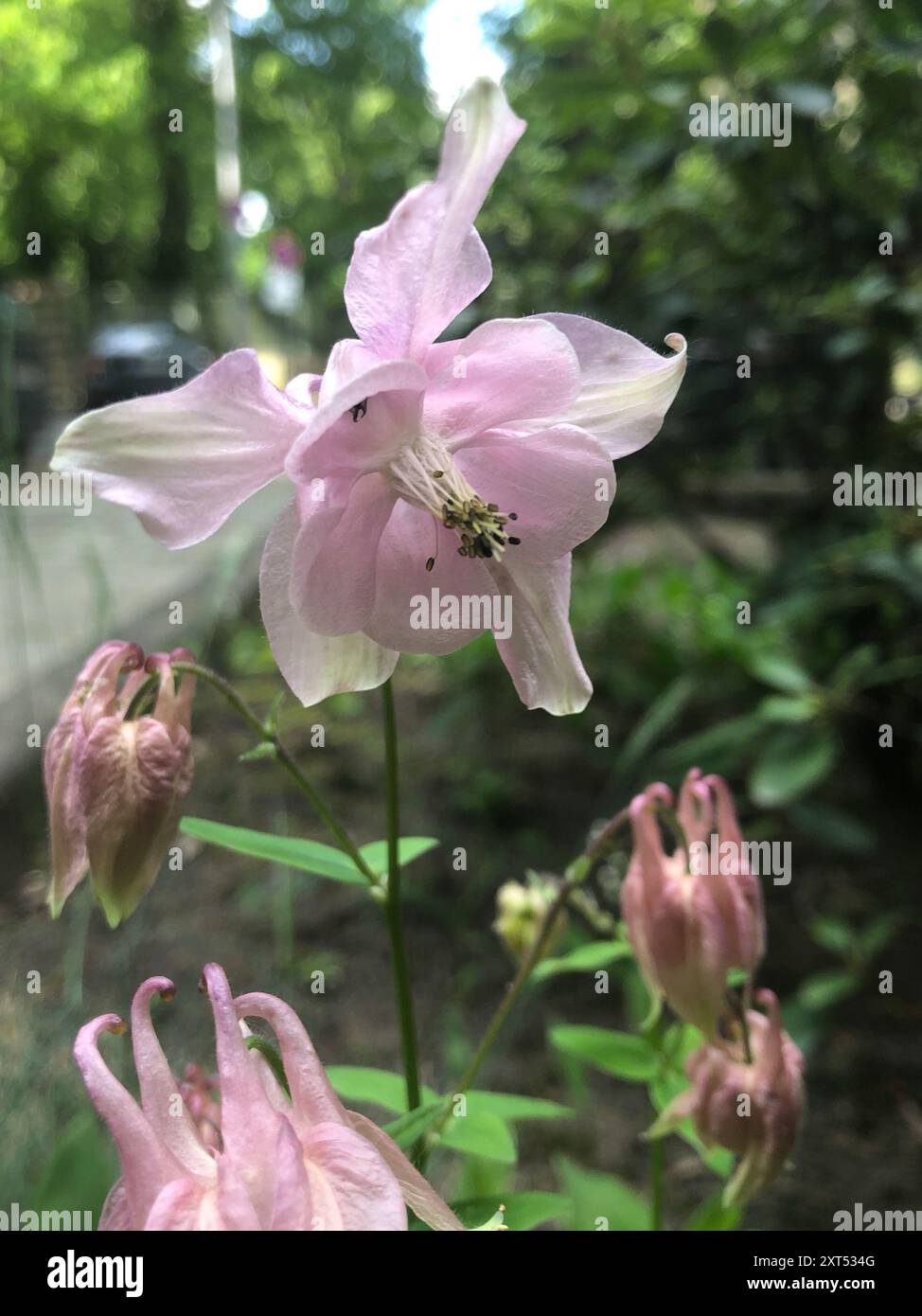 common columbine (Aquilegia vulgaris) Plantae Stock Photo - Alamy