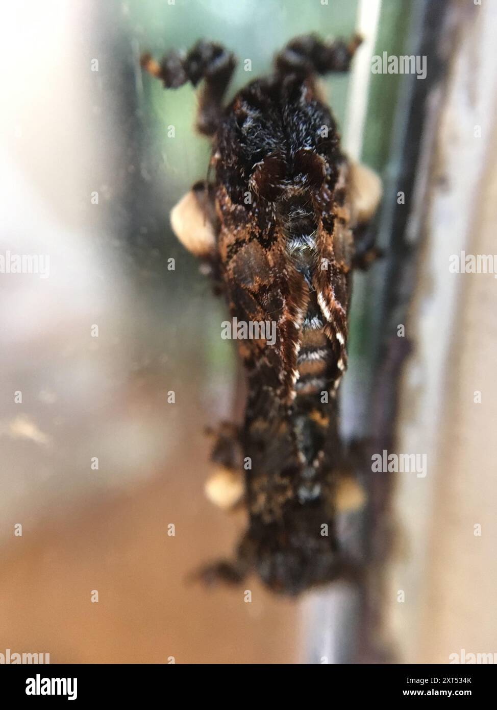 Hag Moth (Phobetron pithecium) Insecta Stock Photo - Alamy