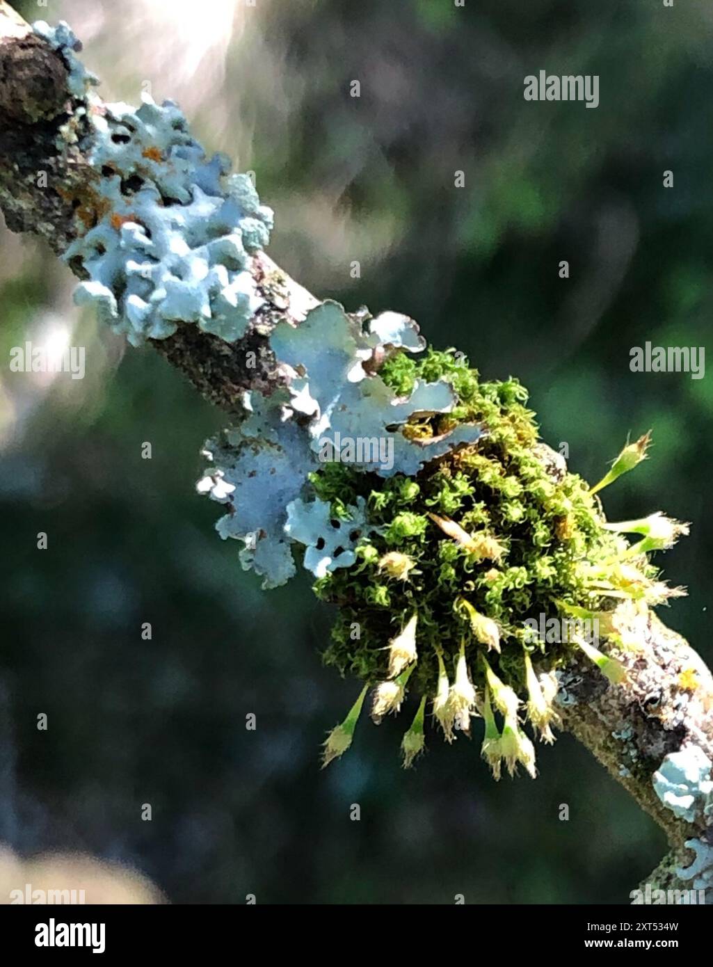 Powder-headed Tube Lichen (Hypogymnia tubulosa) Fungi Stock Photo - Alamy