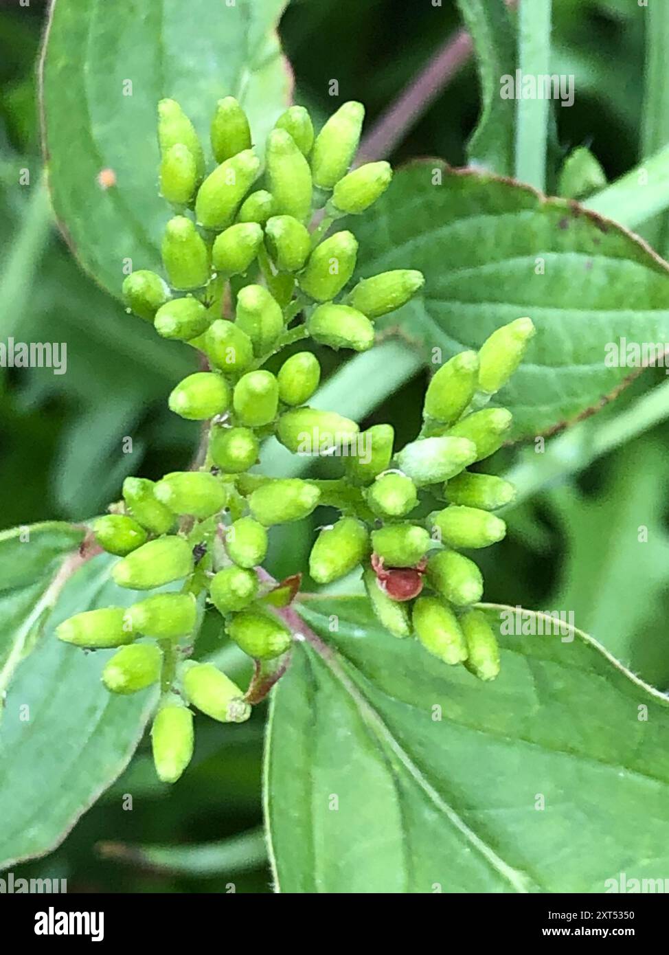 common dogwood (Cornus sanguinea) Plantae Stock Photo - Alamy