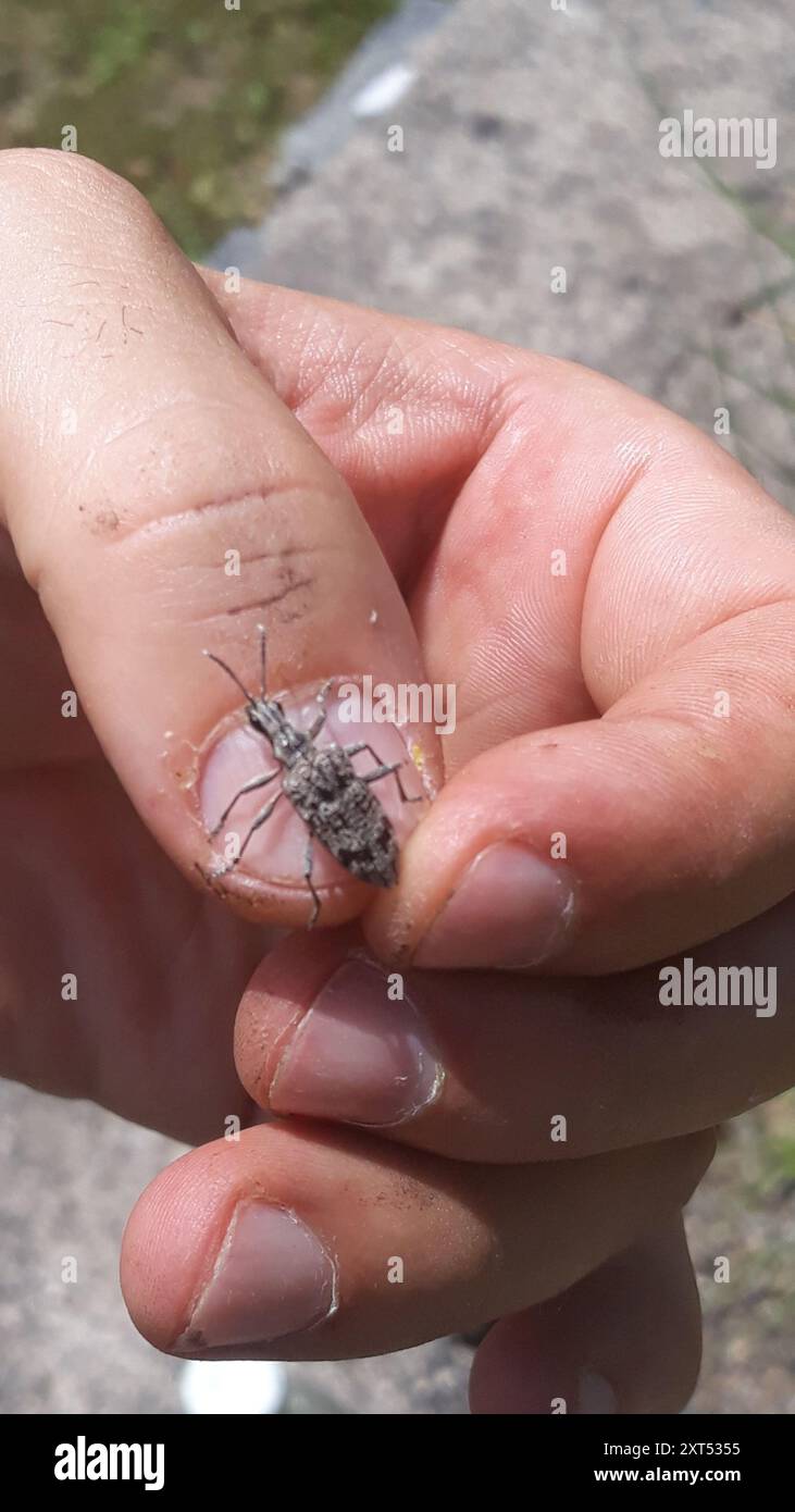 Ribbed Pine Borer (Rhagium inquisitor) Insecta Stock Photo - Alamy