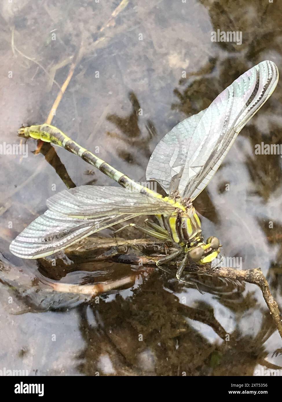 Clubtails (Gomphidae) Insecta Stock Photo - Alamy