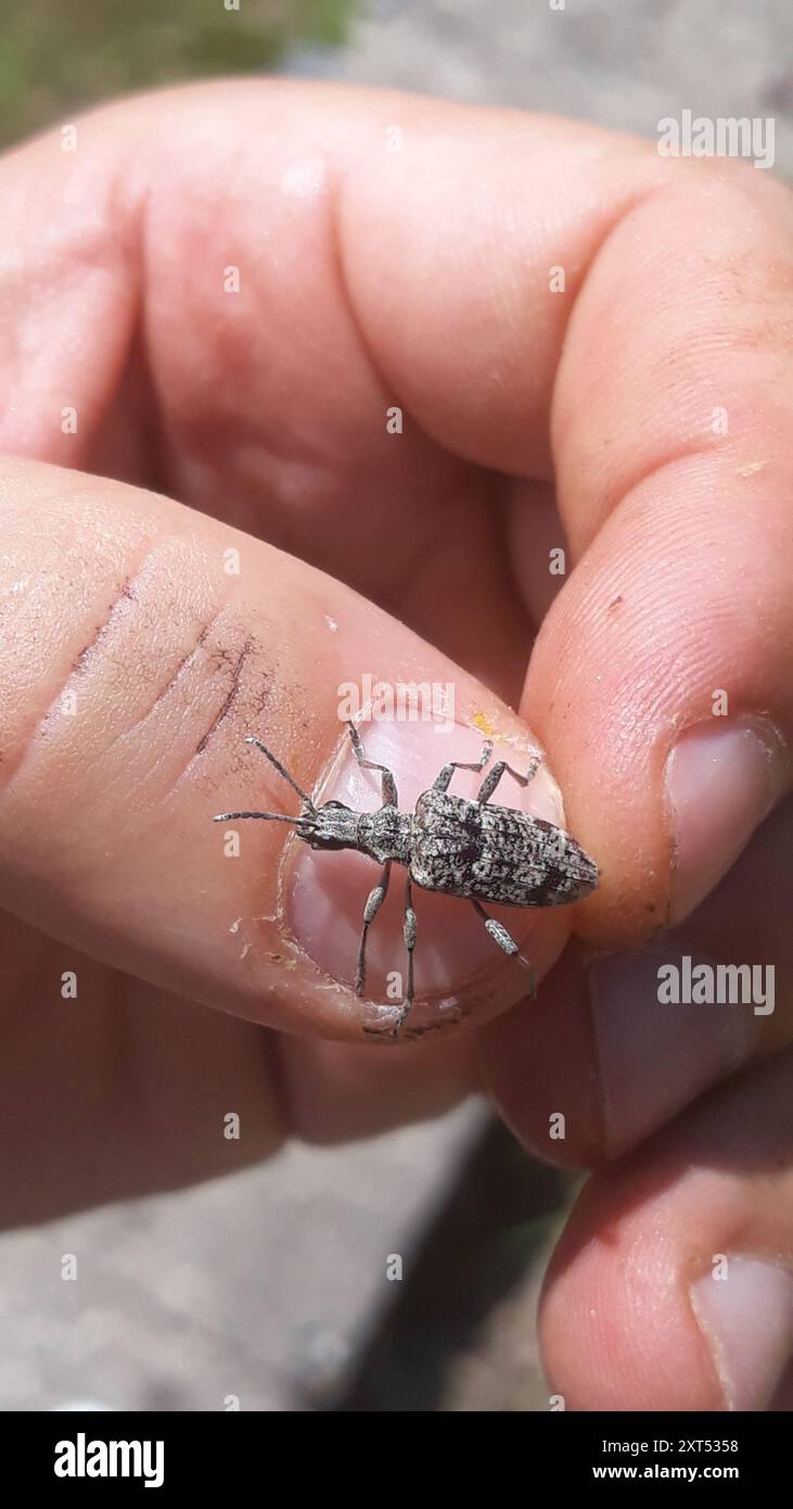 Ribbed Pine Borer (Rhagium inquisitor) Insecta Stock Photo - Alamy