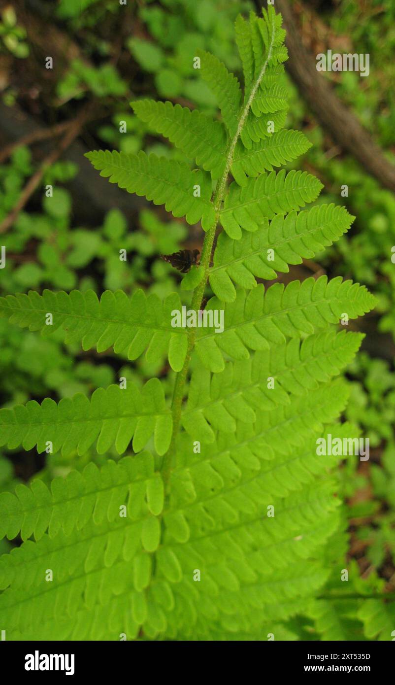 interrupted fern (Osmunda claytoniana) Plantae Stock Photo - Alamy