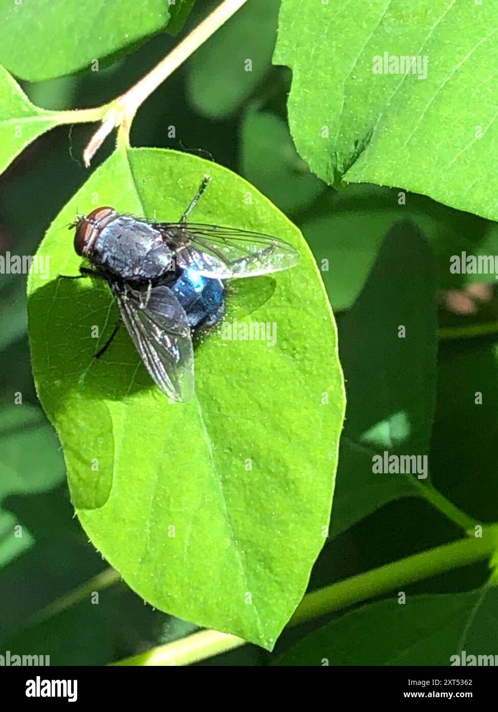 Bluebottle Flies (Calliphora) Insecta Stock Photo - Alamy