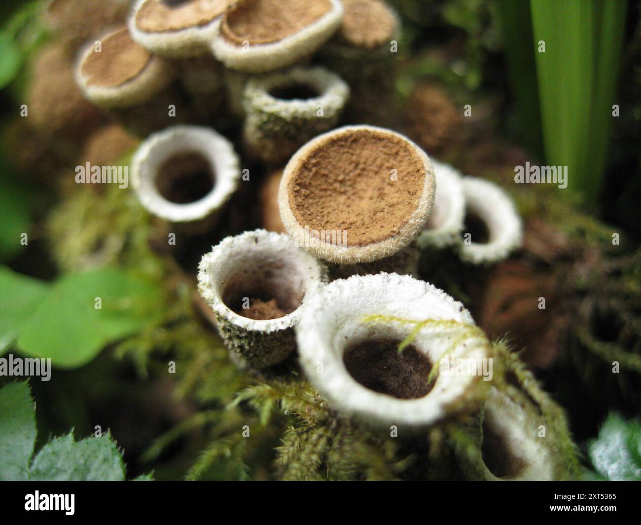 jellied bird's nest fungus (Nidula candida) Fungi Stock Photo - Alamy