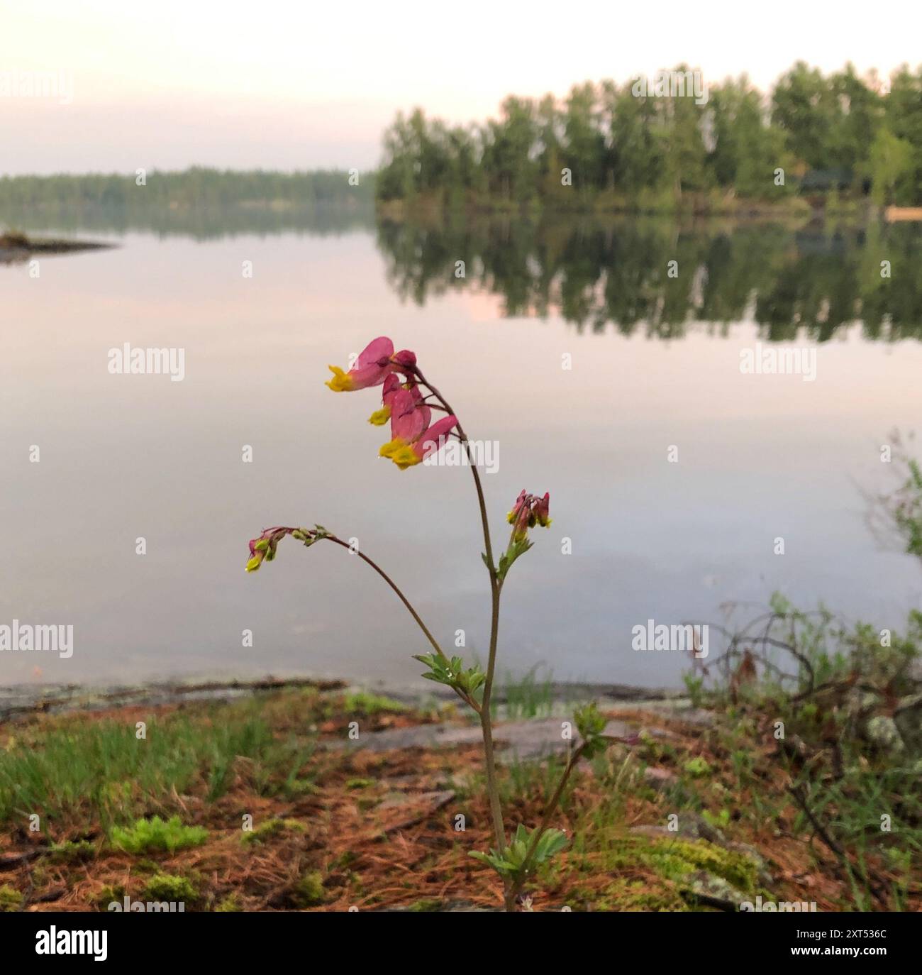 rock harlequin (Capnoides sempervirens) Plantae Stock Photo - Alamy