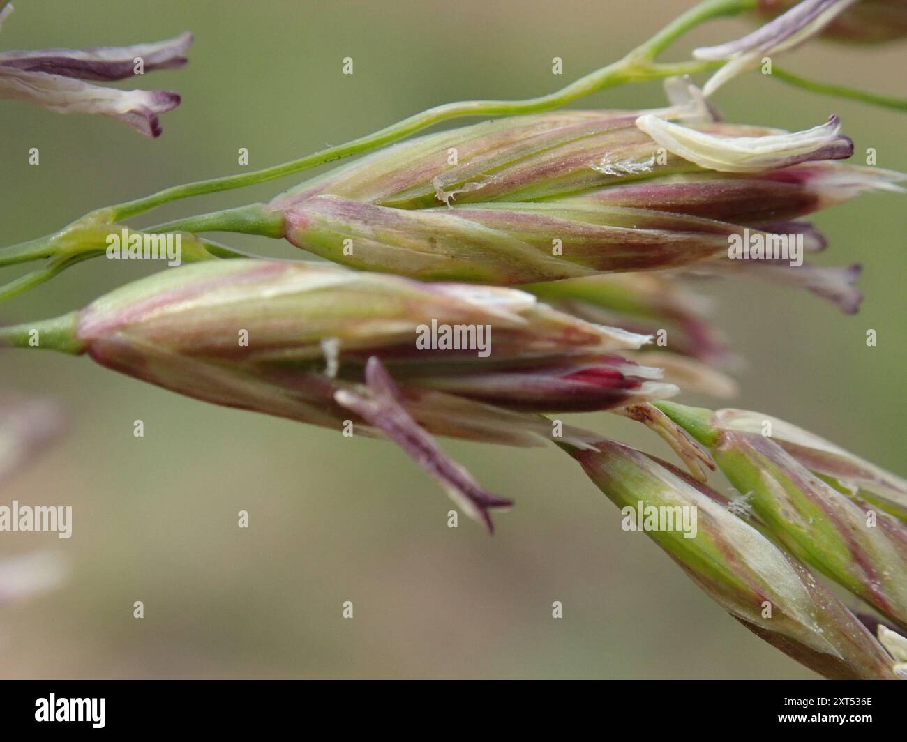 Tussock Fescue (Festuca costata) Plantae Stock Photo - Alamy